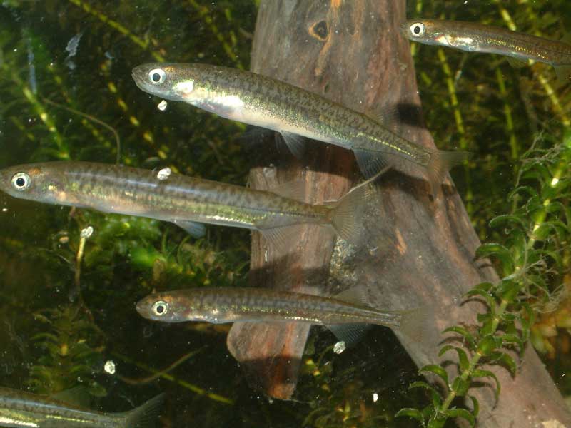 Inanga: Freshwater fish