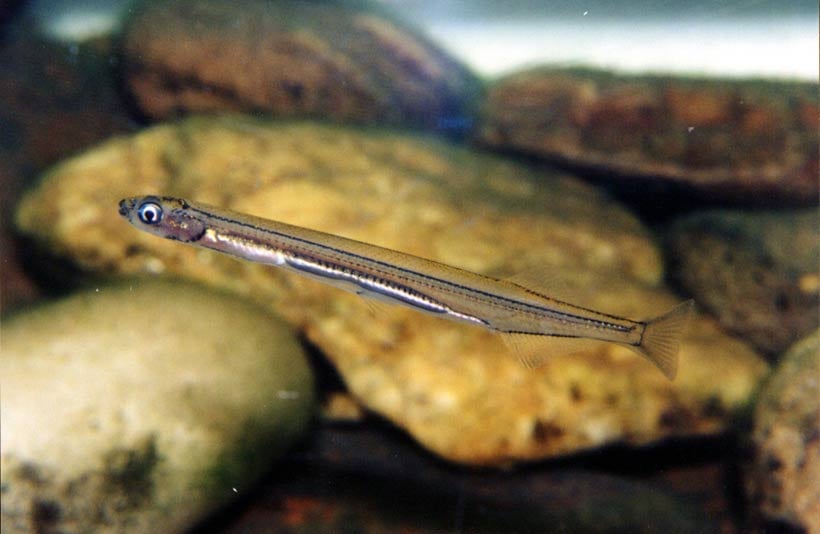 Inanga: Freshwater fish