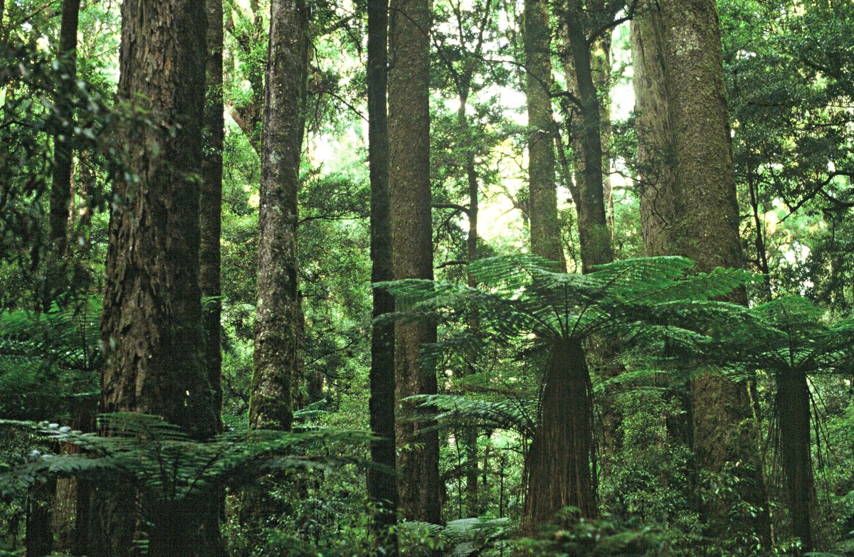 Waipapa Loop Track: Pureora Forest Park, Waikato