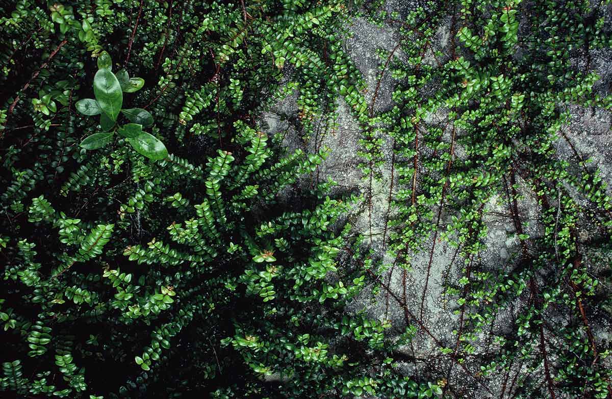 Myrtle rust host species: Myrtle rust