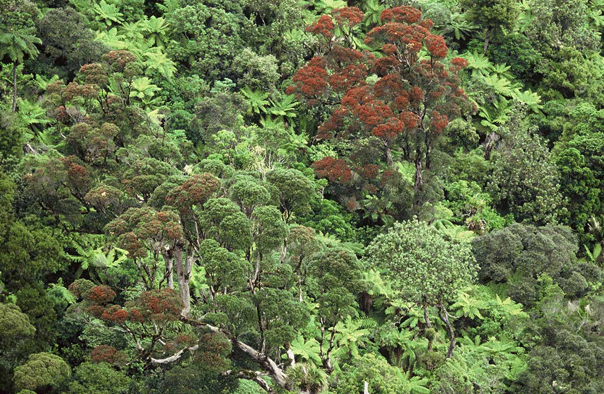 Myrtle rust host species: Myrtle rust
