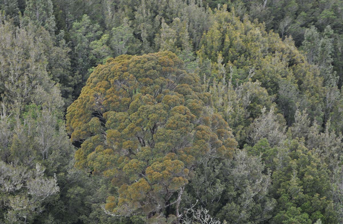 Myrtle rust host species: Myrtle rust
