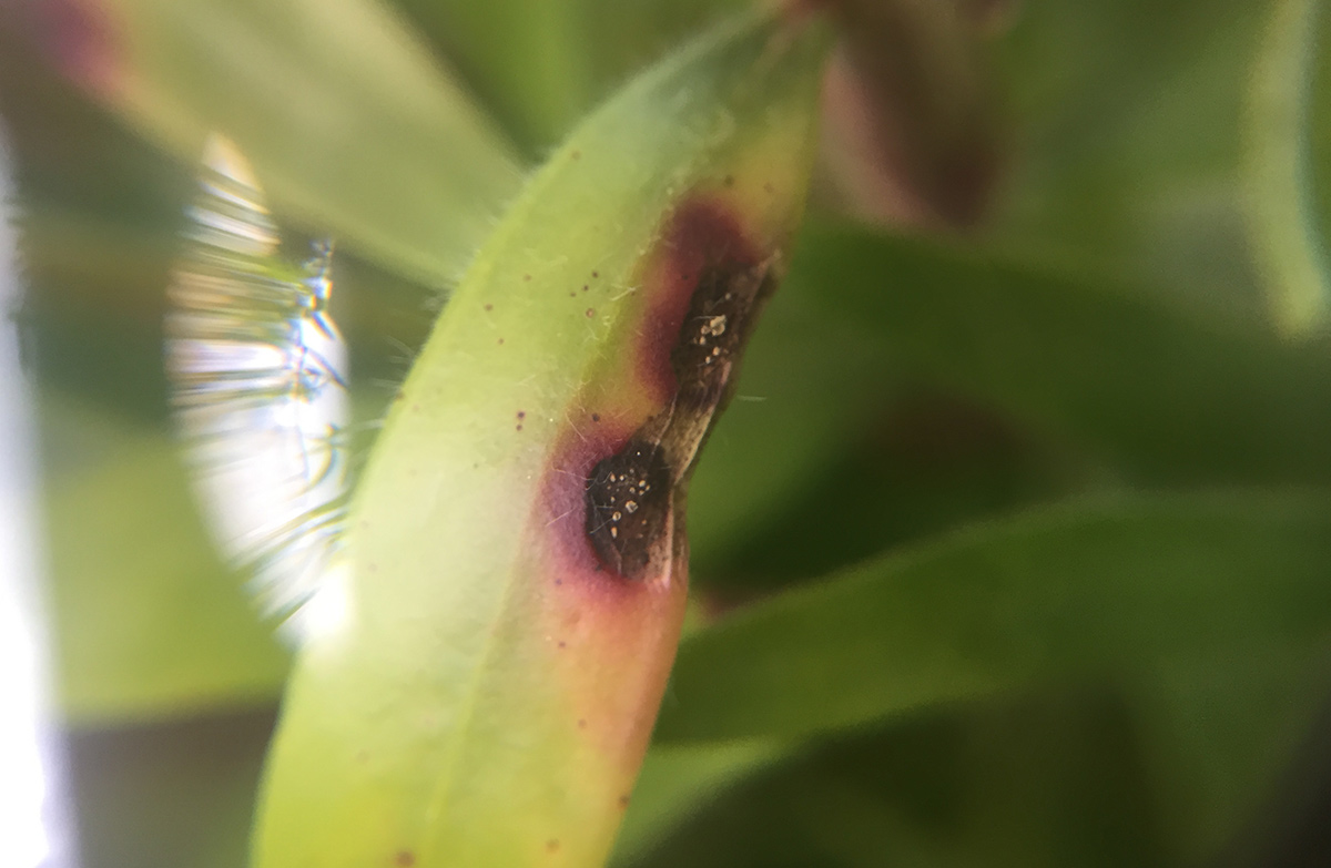 Myrtle rust identification photos