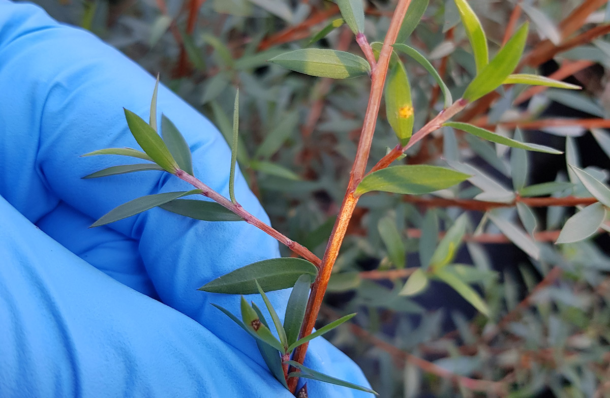 Myrtle rust identification photos