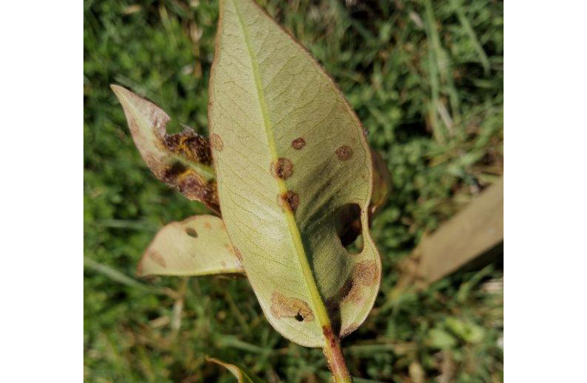Myrtle rust identification photos