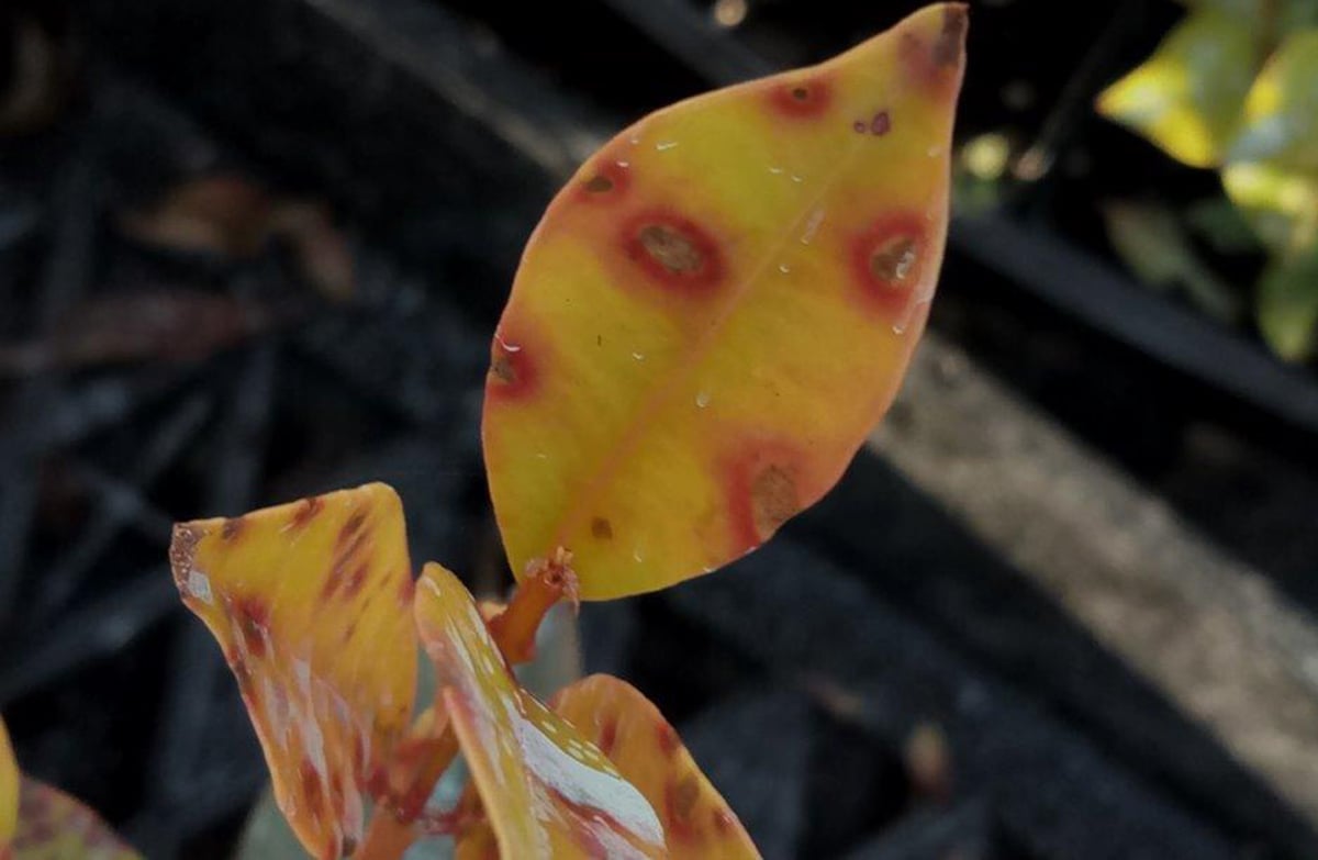 Myrtle rust identification photos