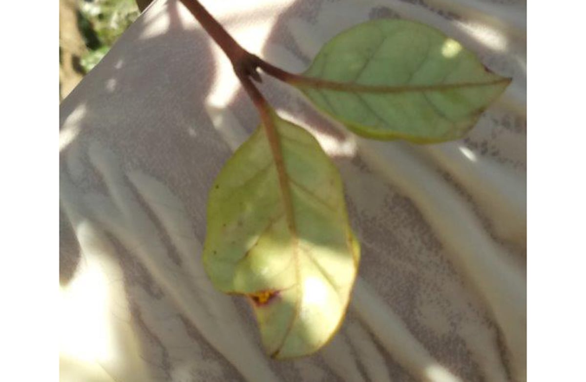 Myrtle rust identification photos