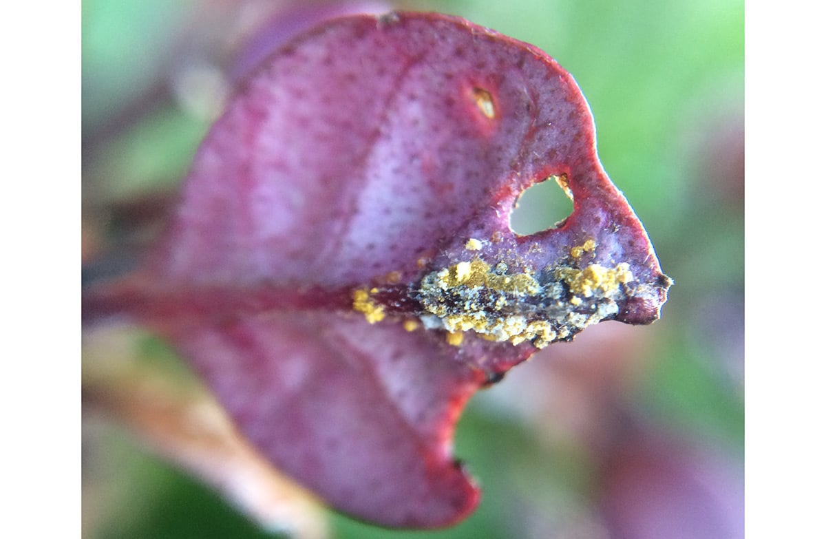 Myrtle rust identification photos