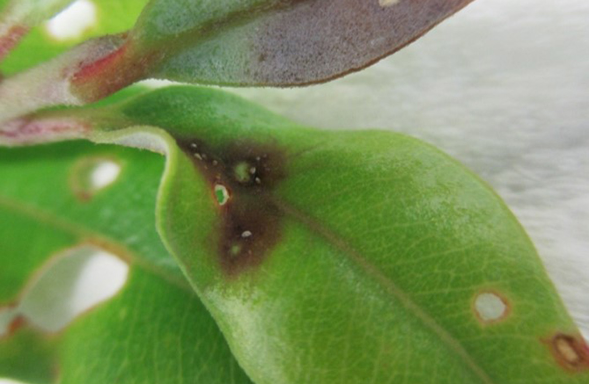 Myrtle rust identification photos