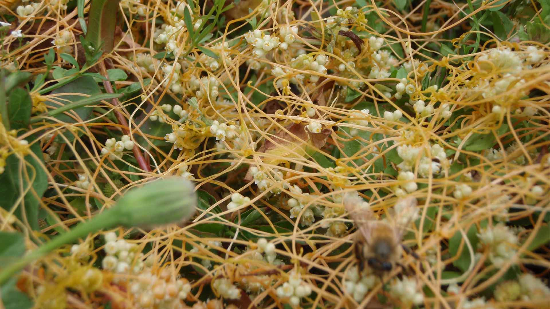 Field Dodder