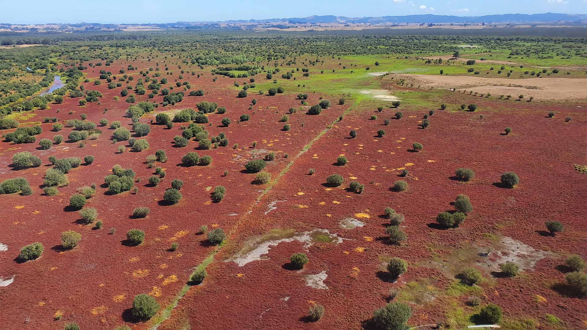 Golden dodder: Pests and threats