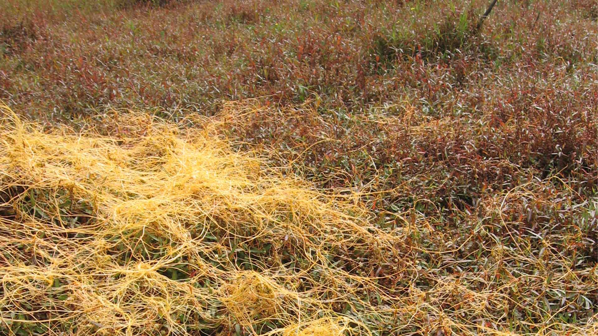 California Dodder Weed Control