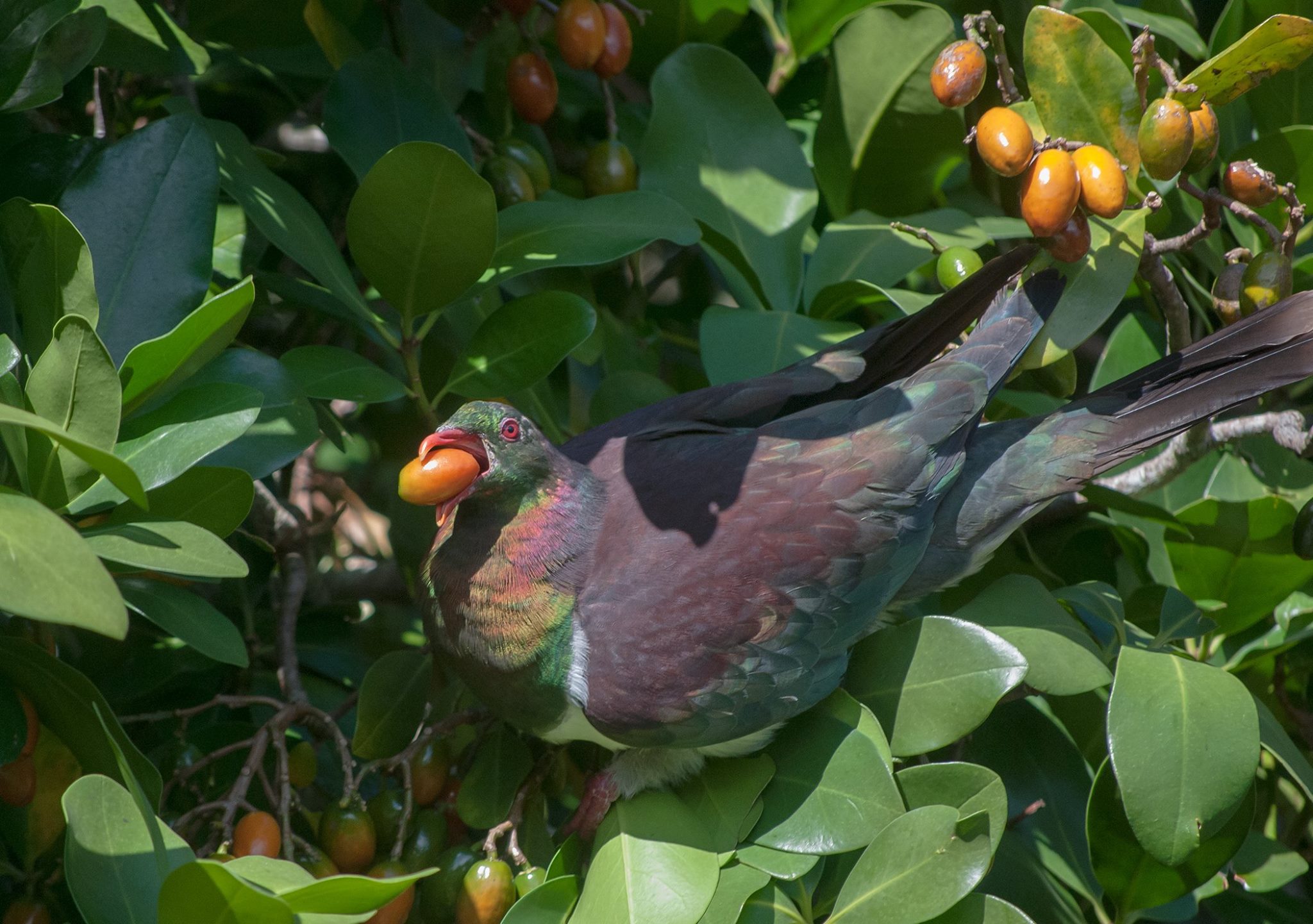 Kereru/New Zealand Pigeon Minecraft Skin