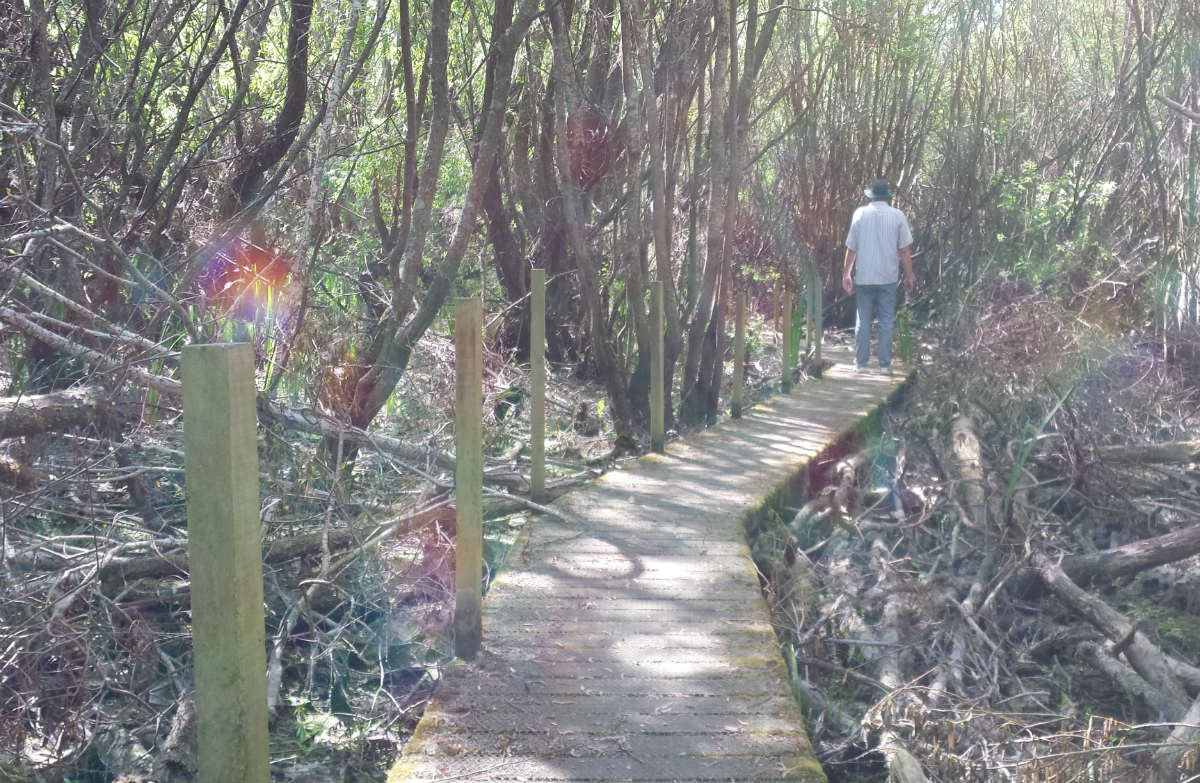 Harts Creek Track: Things to do in the Lake Ellesmere (Te Waihora) area