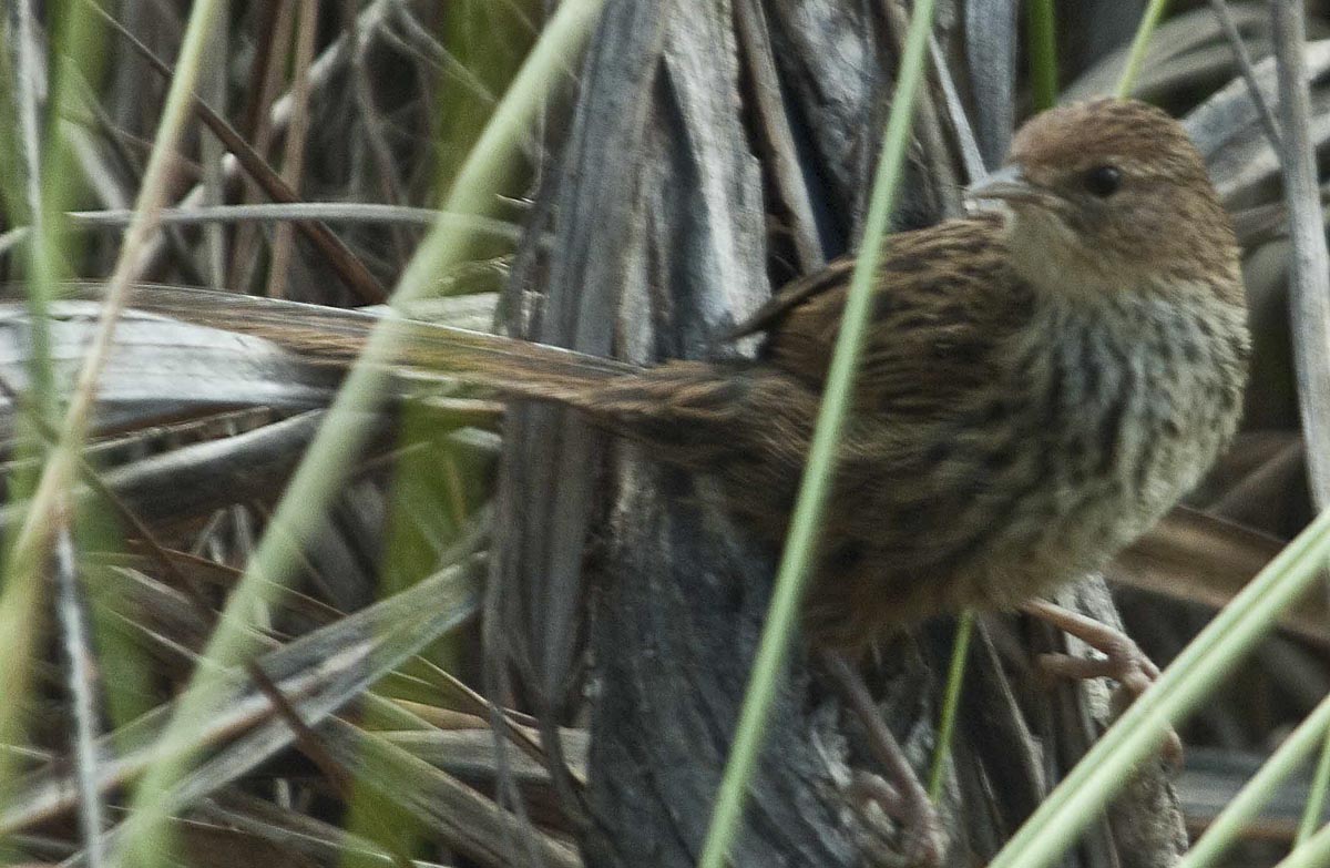 Rings Beach Loop Track: Tracks and walks in Coromandel