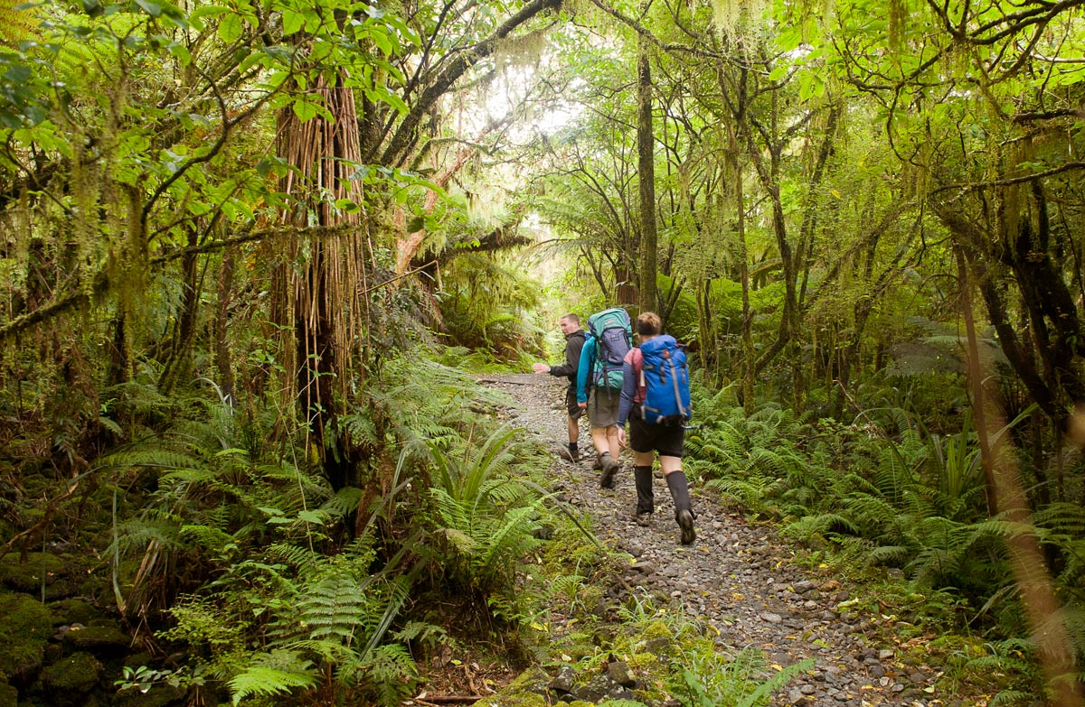 Milford Track: Fiordland National Park, Fiordland region