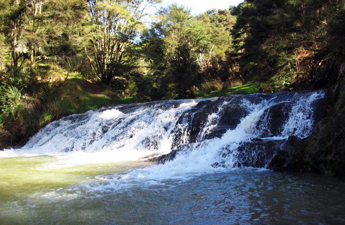 Karakariki Track: Karakariki Scenic Reserve, Waikato region