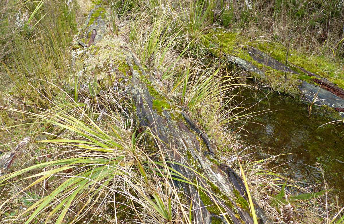 Pureora Village short walks