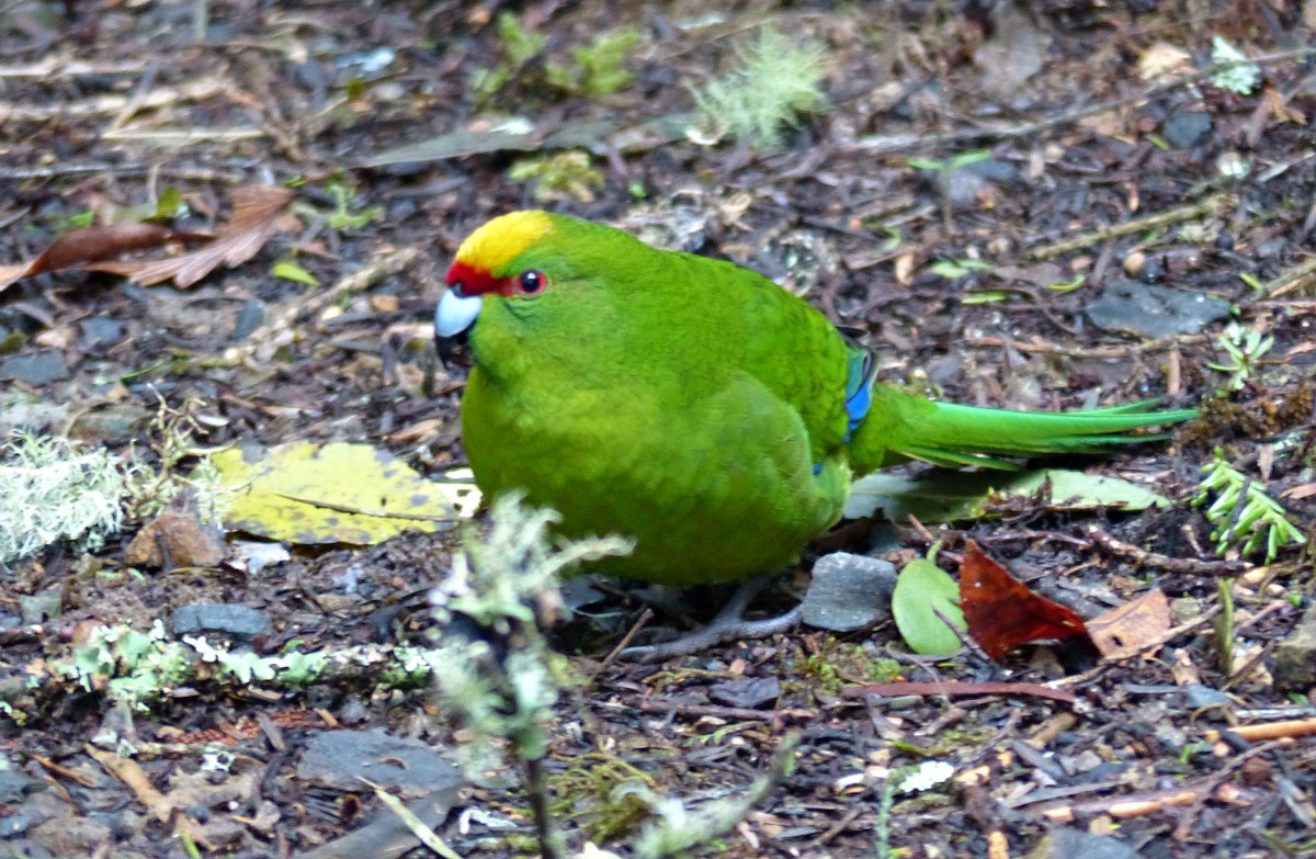 Pureora Village short walks