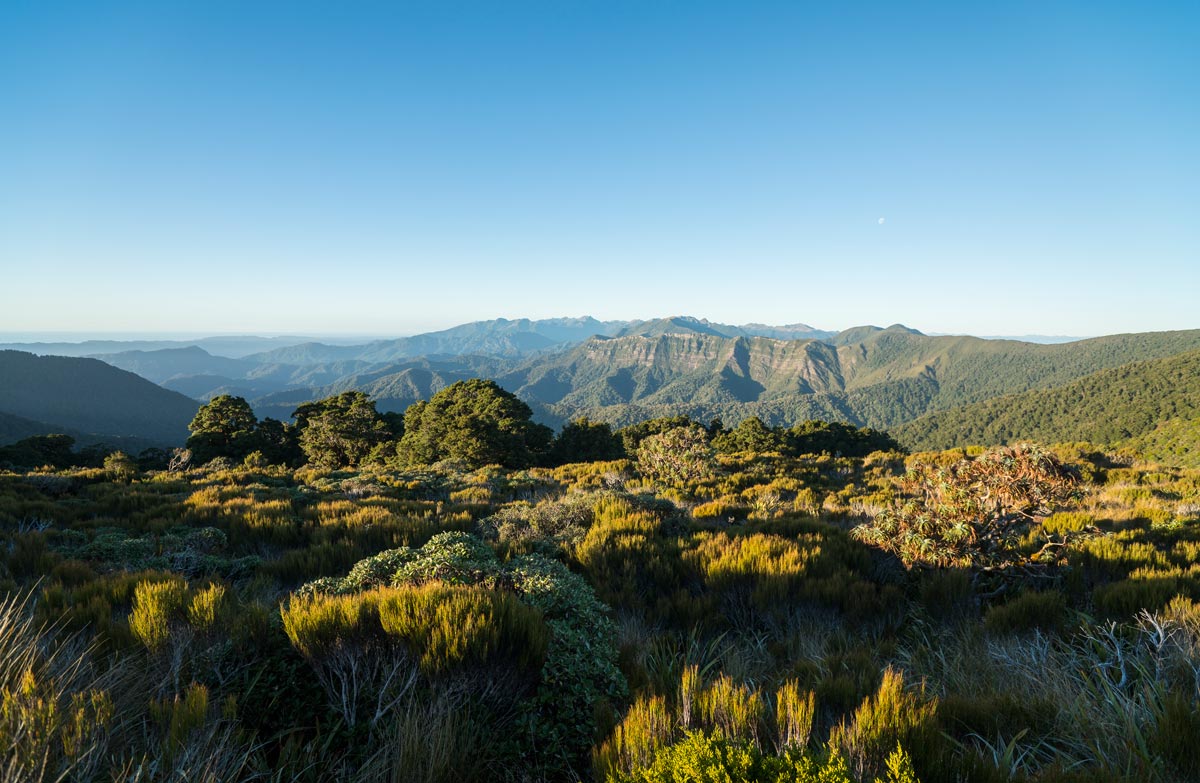 Paparoa Track and Pike29 Memorial Track: Paparoa National Park, West Coast