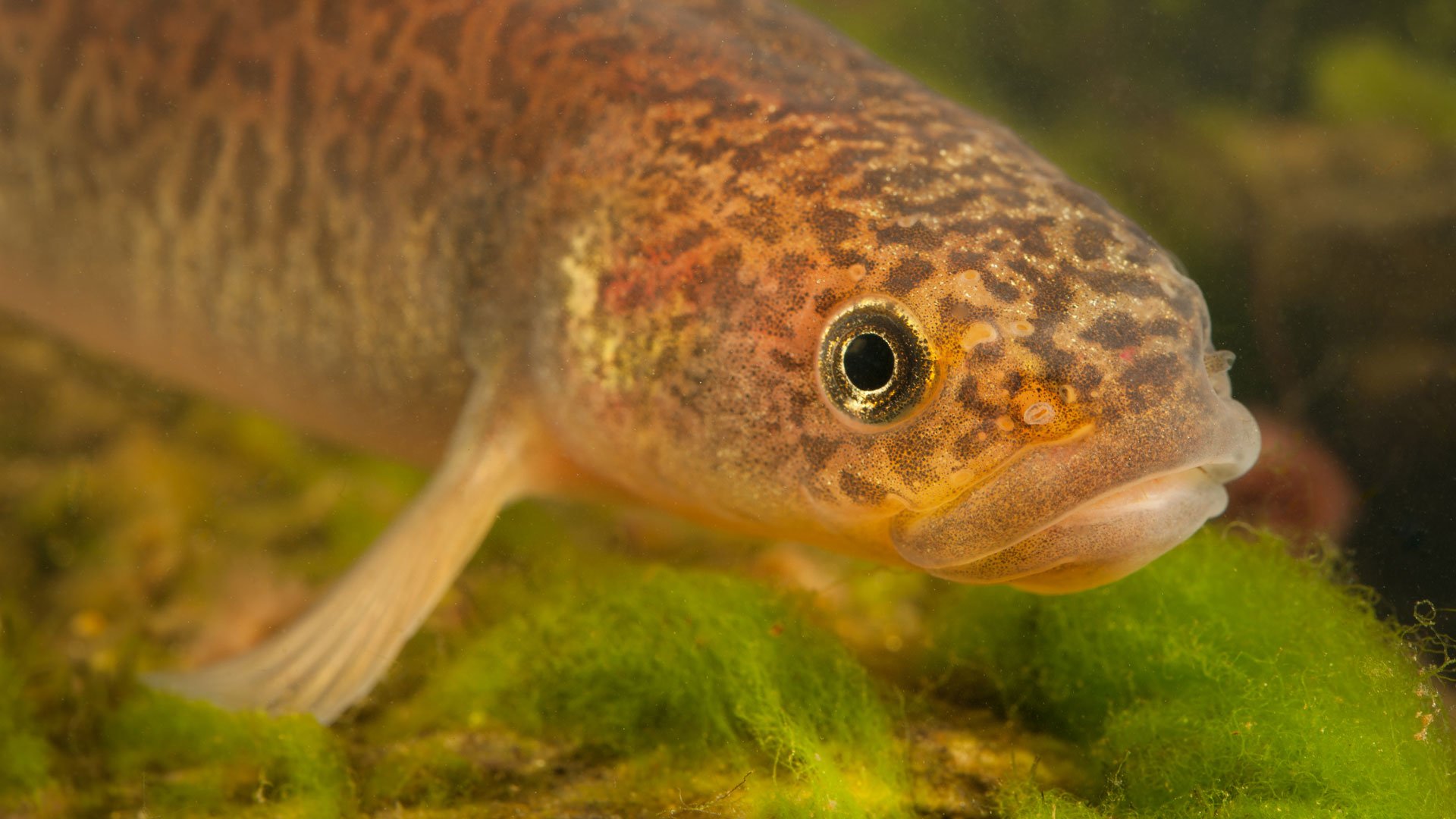 Fish passage authorisations: Apply for permits