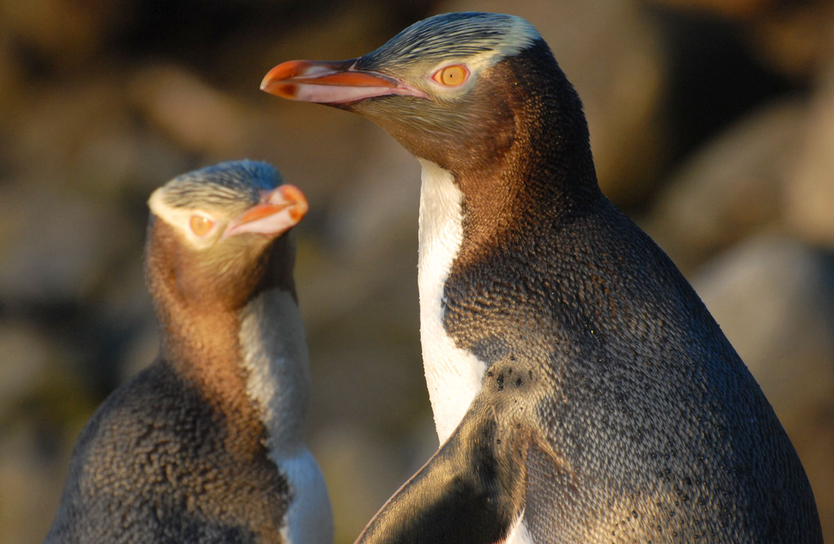 Yellow-eyed penguin conservation services programme reports