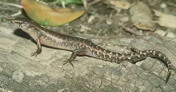 Ornate skink