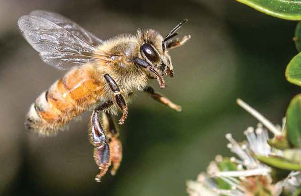 Honeybees on conservation land: Our work