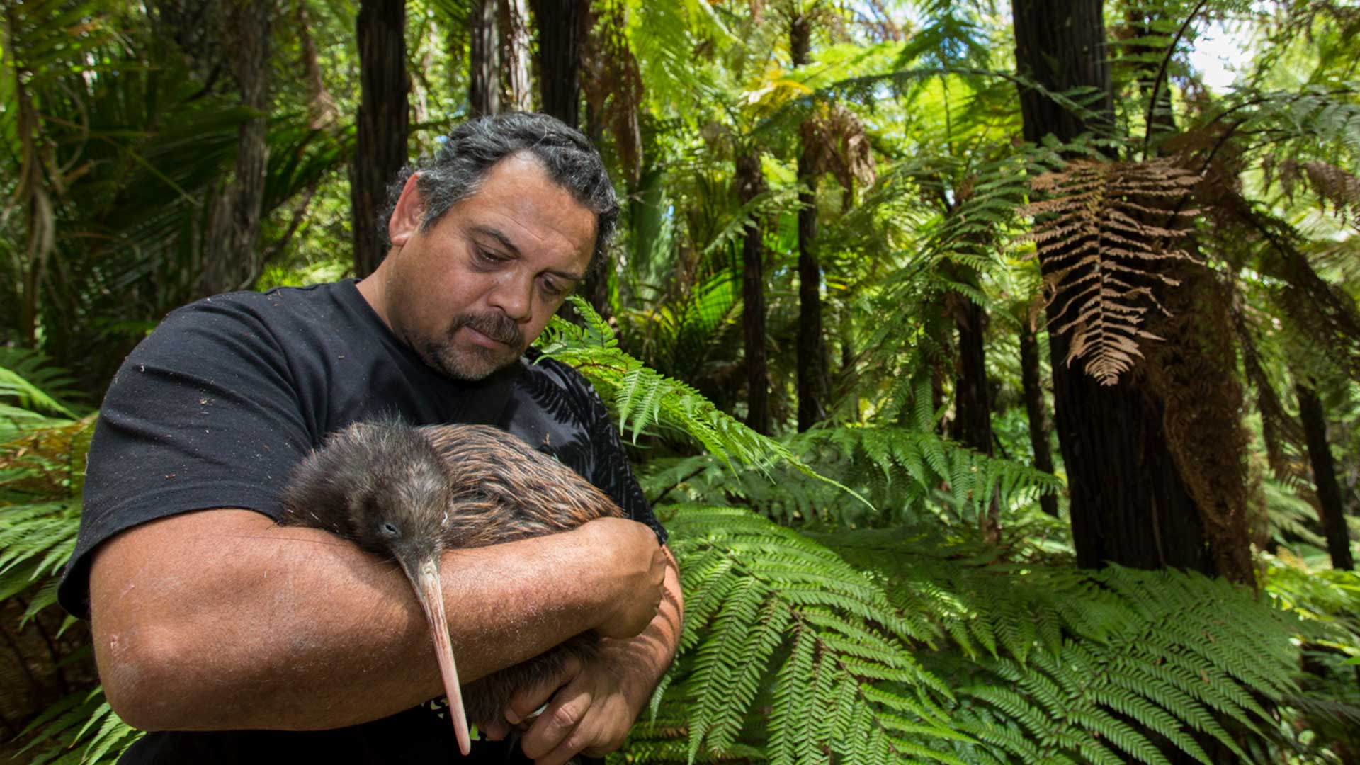 Our work towards Predator Free 2050