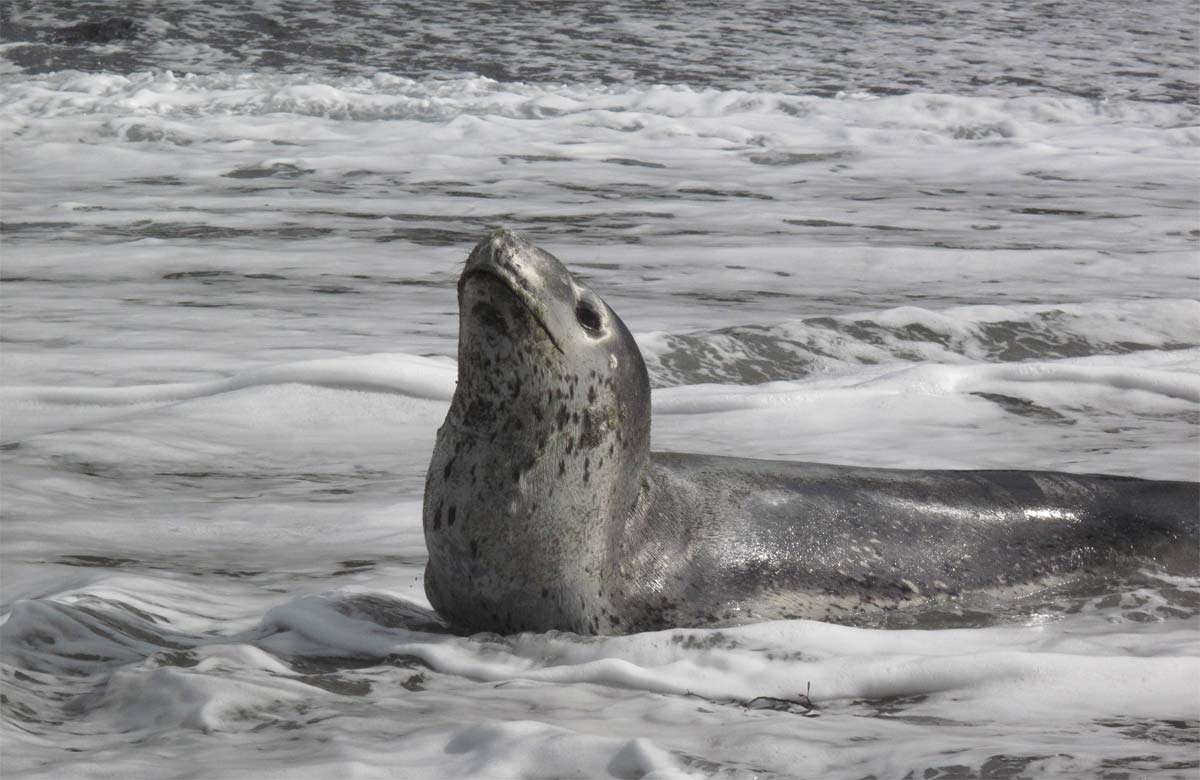 Give leopard seal at Havelock space | Mirage News