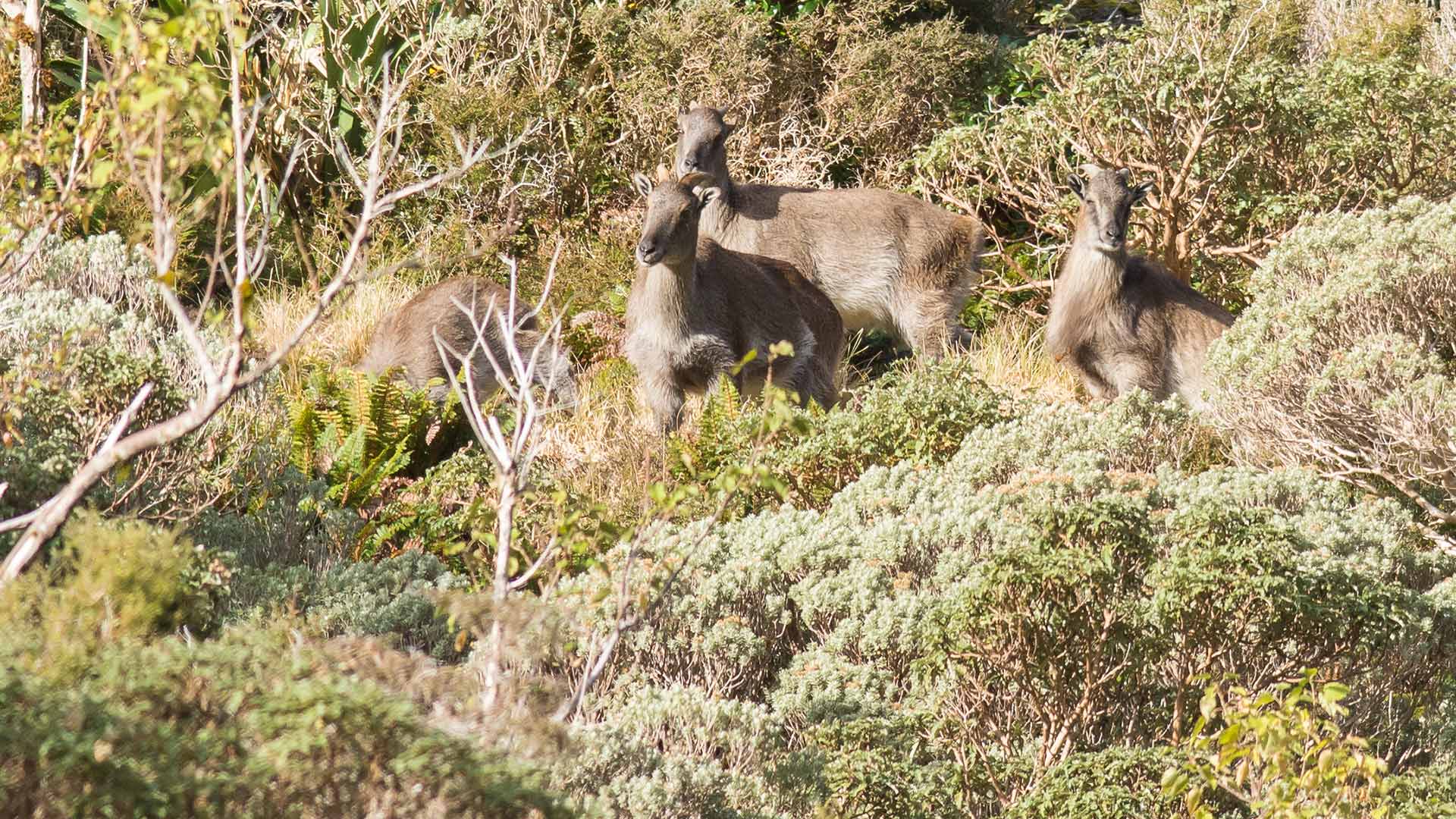 First survey of Himalayan tahr on Crown pastoral land | Mirage News