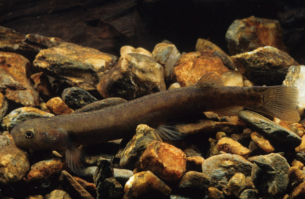 Clutha flathead galaxias: Non-migratory galaxiids