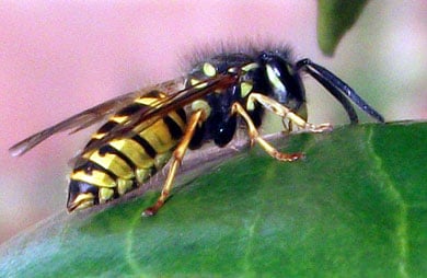 Wasp control: Methods of pest control