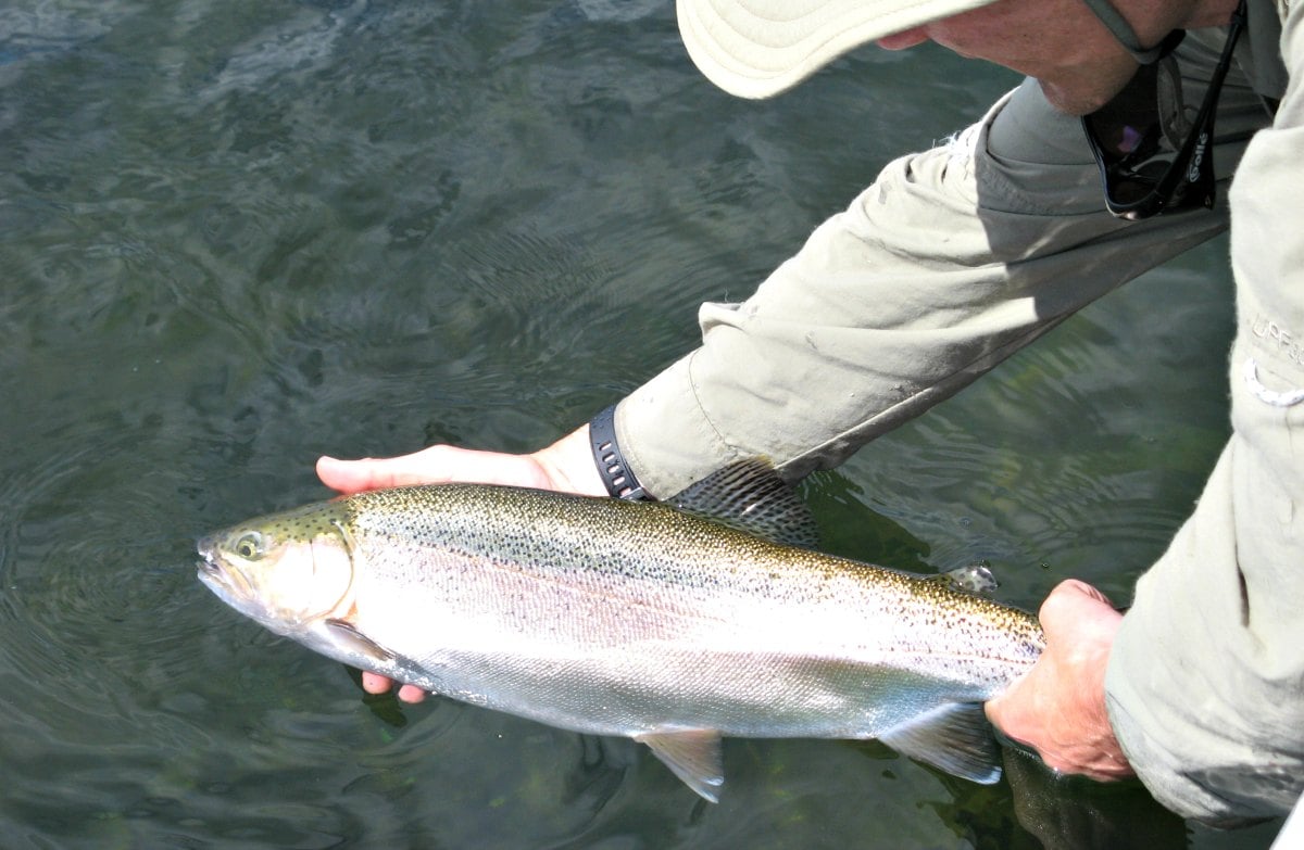 Releasing trout so they survive: How to fish in the Taupō Trout Fishery