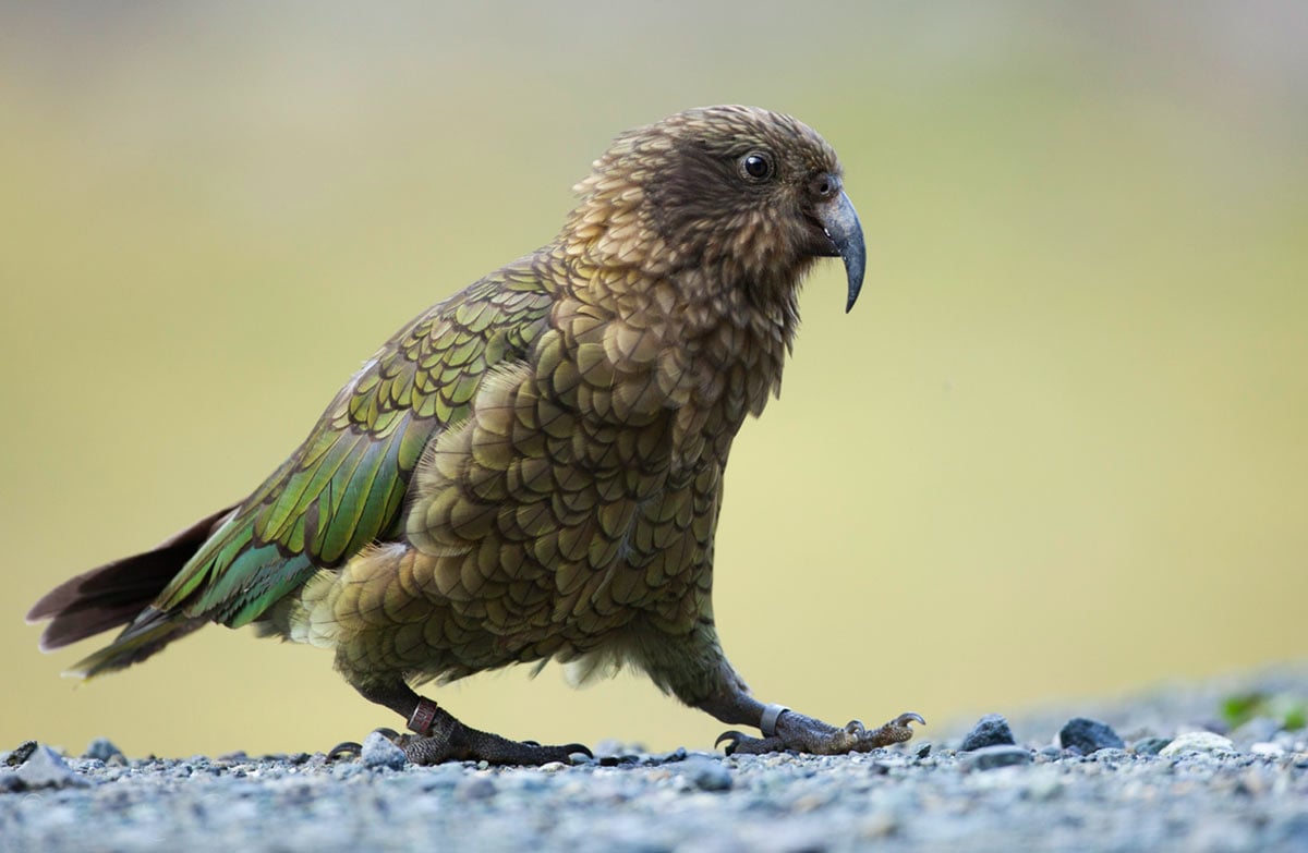 Kea cause of death confirmed: Media release 12 March 2020