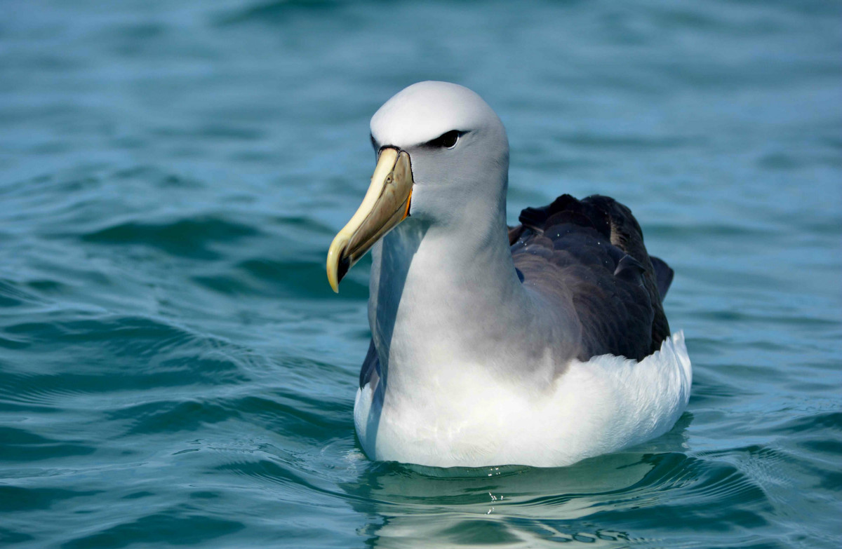 Salvin's albatross conservation services programme reports