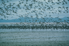 Firth of Thames: Waikato Wetlands