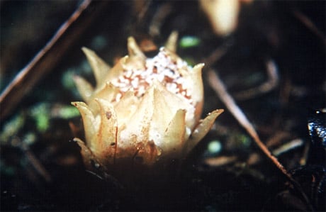 Dactylanthus: Native plants