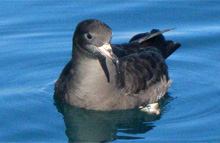 Threatened species: Cape Rodney-Okakari Point (Goat Island) Marine ...