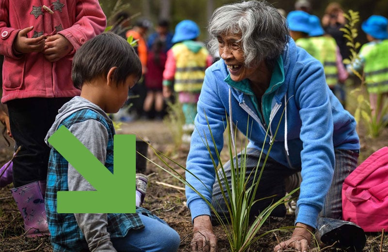 Plant a ponga