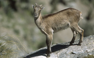 Himalayan Tahr (tahr) Control Plan 1993: animal pests publications