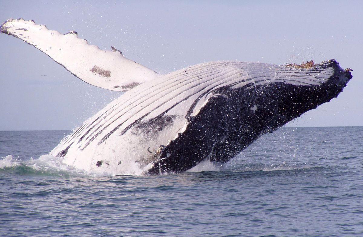 Cetacean conservation services programme reports