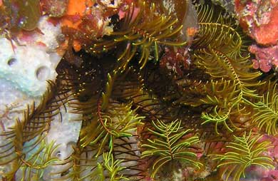 Habitat: Cape Rodney-Okakari Point (Goat Island): Marine Reserve report ...