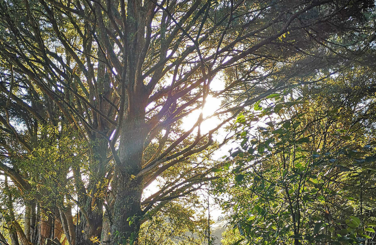 Pukenui Forest – Ngahere o Pukenui Management Plan: Conservation ...