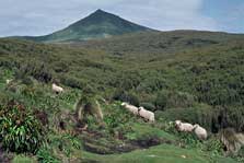 History of Campbell Island: Places to go in subantarctic islands, Southland