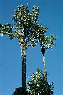 Flower Brothers Walk: Nelson Lakes National Park, Nelson/Tasman region