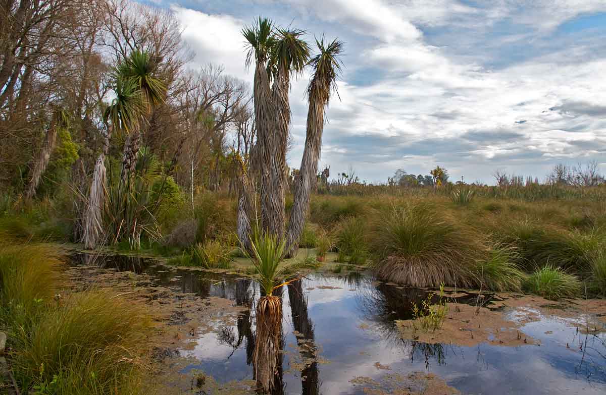 Freshwater Ecosystems of New Zealand: Freshwater