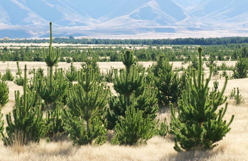 Wilding pines control work nears million hectare mark: Media release 5 ...