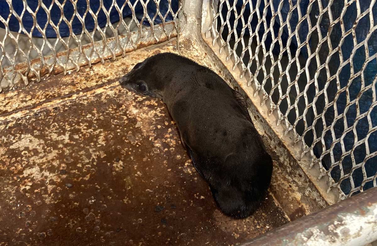 Young fur seal makes surprise visit to gas platform: Media release 18 ...