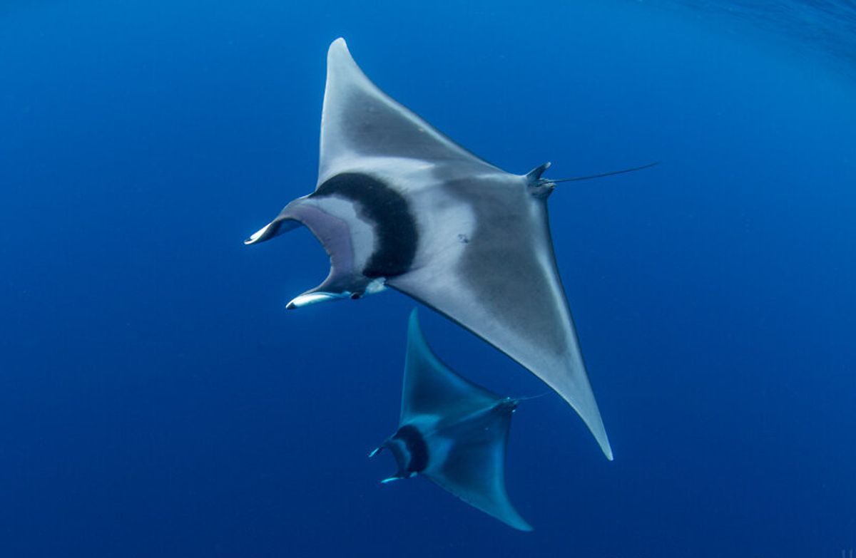 A fisher’s guide: New Zealand protected fish and reptiles: CSP publication